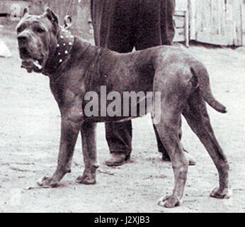 Mastino Napoletano, Italian Mastiff Stock Photo - Alamy