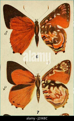 A representation of the classical Greek gods Apollo, Chiron, and ...