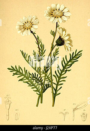 Anthemis alpina Atlas Alpenflora Stock Photo - Alamy