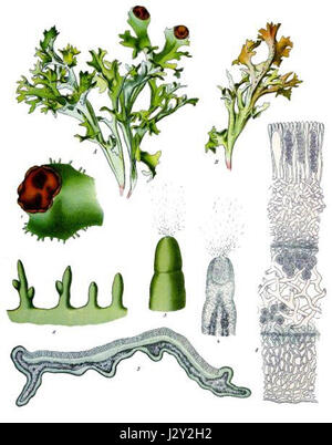 Iceland moss / Iceland lichen (Cetraria islandica / Lichen islandicus ...