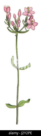 Centaurium erythraea, commonly known as the common centaury, is a ...