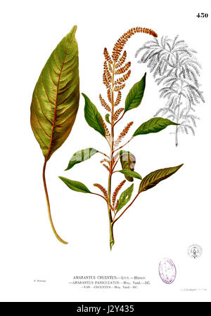 Amaranthus cruentus, commonly known as the red amaranth, is a plant ...