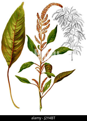 amaranthus or amaranth with vibrant green leaves and purple stems as ...