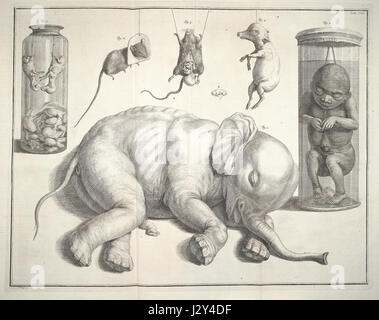 'Albertus Seba's Thesaurus' is a detailed collection of illustrations ...