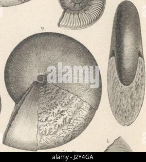 Ammonite fossils. Ammonites are extinct marine invertebrates. They ...