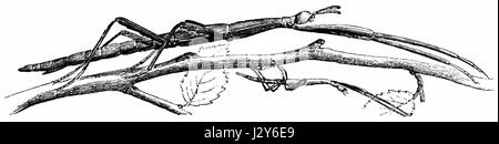 European stick insect (Bacillus rossius) also called the European stick ...