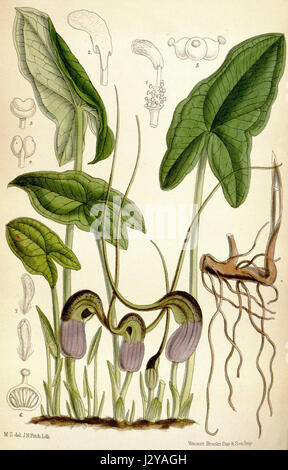 Arisarum proboscideum, also known as the mouse plant, is a distinctive ...