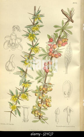 Berberis wilsonae 138-8414 Stock Photo - Alamy