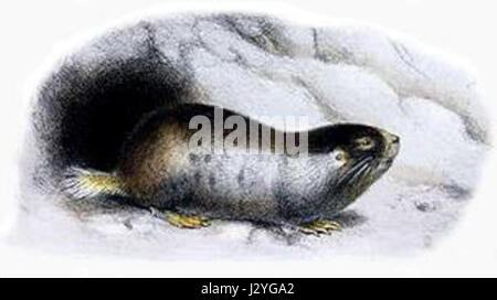 Bathyergus janetta, commonly known as the African mole-rat, is a ...