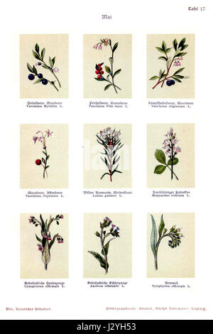A botanical book by Bley, featuring detailed illustrations of plants ...