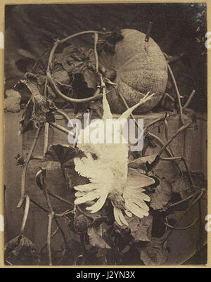 Asser Stilleven met dode kip Stock Photo - Alamy