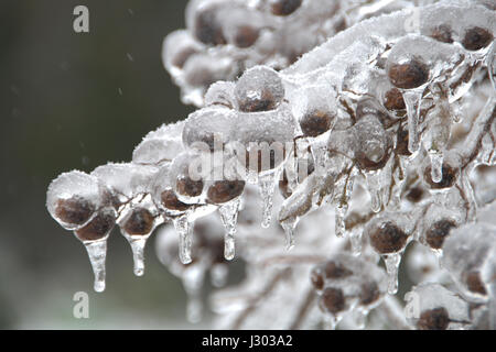 Icicles on a fruit tree with beautiful blue sky. Winter concept Stock ...