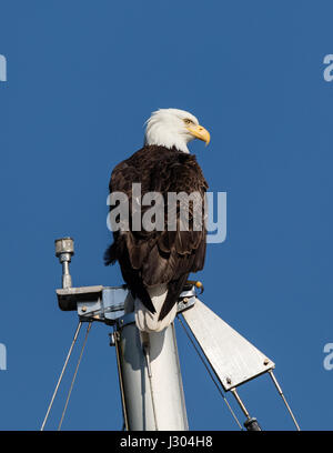 Eagle on a ship's mast in Stock Photo - Alamy