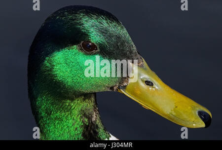 The male Mallard Duck, with its vibrant green head, glides gracefully ...