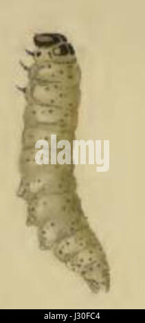 The larva of Caryocolum marmorea is a moth species in the Gelechiidae ...