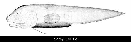 Aphyonus gelatinosus is a deep-sea fish species from the Aphyonidae ...