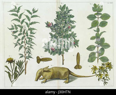 Albertus Seba Thesaurus Tab. XXIX Stock Photo - Alamy