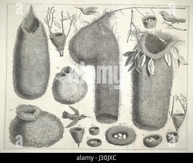 Albertus Seba Thesaurus Tab. LXVIII Stock Photo - Alamy