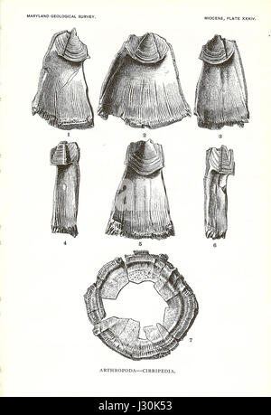 Balanus balanus barnacle Stock Photo - Alamy