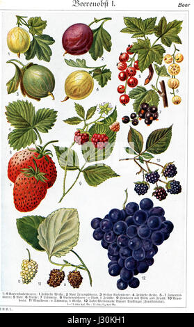 A botanical reference for various species in the Compositae family ...
