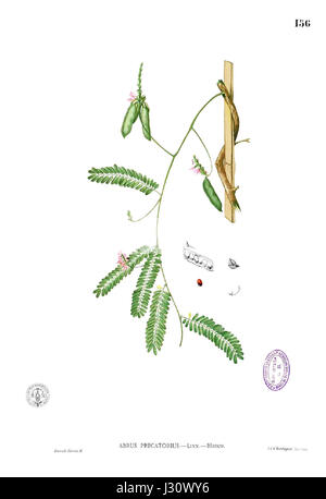 Abrus precatorius, commonly known as the rosary pea, is a tropical ...