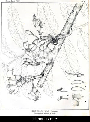Seeds of the Moreton Bay chestnut, Castanospermum australe, a tree from ...