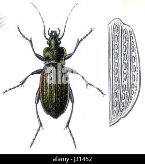 Carabus granulatus is a species of beetle known for its distinctive ...