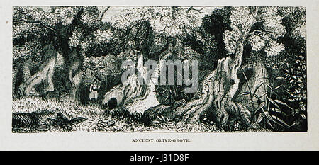 'Ancient Olive Grove' by Christopher Wordsworth, painted in 1882 ...