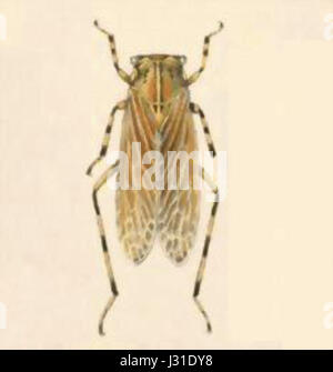 Biologia Centrali Americana Aethalion reticulatum vitticolle Stock ...