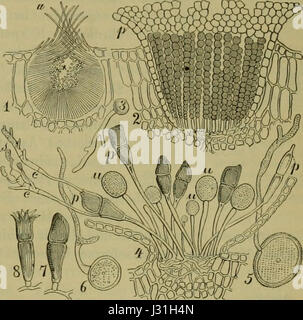 Aecidium berberidis spores Stock Photo - Alamy