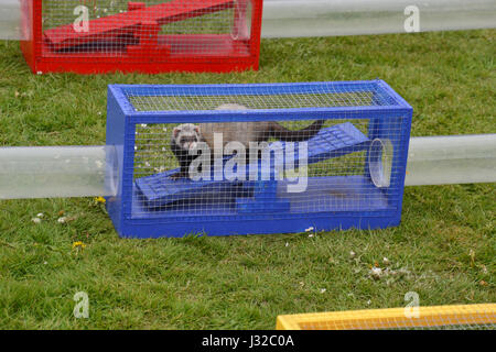 Ferret racing through tubes on an obstacle course, at the Longwick ...