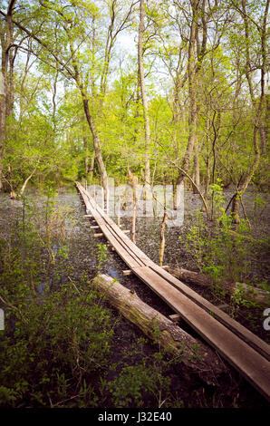 Letea forest, Tulcea county, Romania. Flooded trees in Danube Delta ...