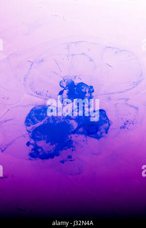 Watercolor paint dissolving in pure water Stock Photo - Alamy