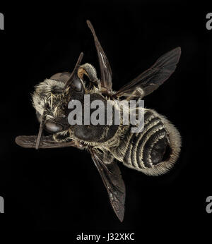 Megachile concinna, a species of leaf-cutter bee, was photographed in ...