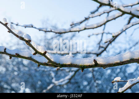 Tree with snow on the twigs Stock Photo - Alamy