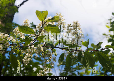 bird cherry flowers against the blue sky,a plant, a season, blossoms ...