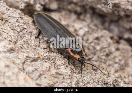 A Winter Firefly (Photinus corruscus) explores the bark of a tree Stock ...
