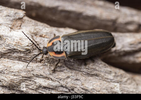 Winter Firefly (Photinus corruscus Stock Photo - Alamy
