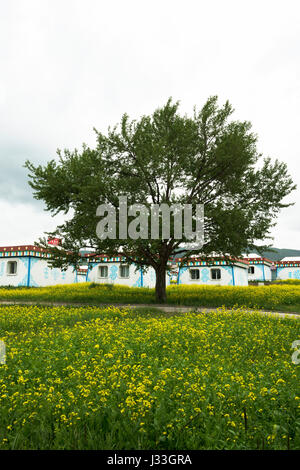 Rape Flower,Qinghai Province Stock Photo - Alamy
