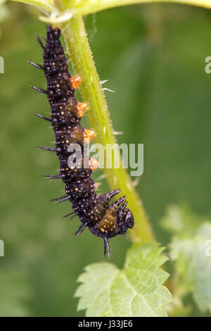 Caterpillar, peacock butterfly (Inachis io) pupa hanging upside down on ...