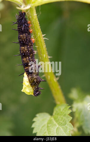 Caterpillar, peacock butterfly (Inachis io) pupa hanging upside down on ...