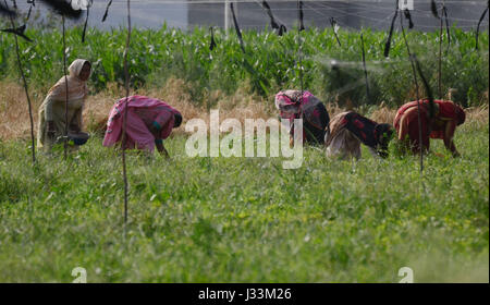 Lahore, Pakistan. 02nd May, 2017. Pakistani people busy in their ...