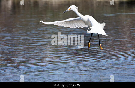 Snowy egret taking off from water with reflection in Punta Cana ...