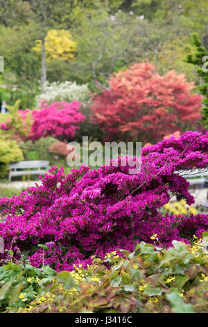 Rhododendron. Flowering Azalea at RHS Wisley Gardens, Surrey, England ...