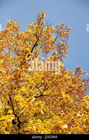 Brightly coloured leaves on a branch of a deciduous tree in autumn ...