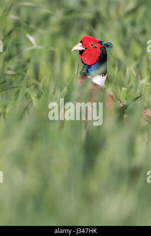 A male pheasant (Phasianus colchicus) looking for food on a frosty ...