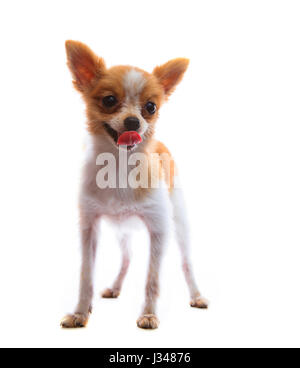 lovely face fancy pomeranian dog sitting on white background Stock ...