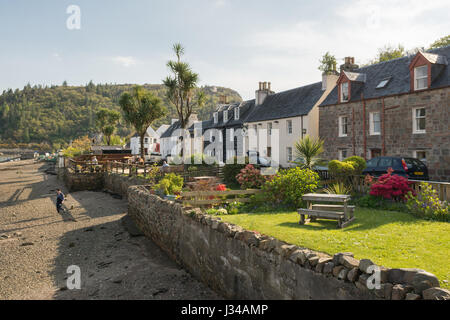 Plockton cabbages - Cordyline australis palm trees growing in the ...