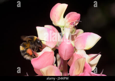 Bumblebee in a garden, Chipping, Lancashire Stock Photo - Alamy