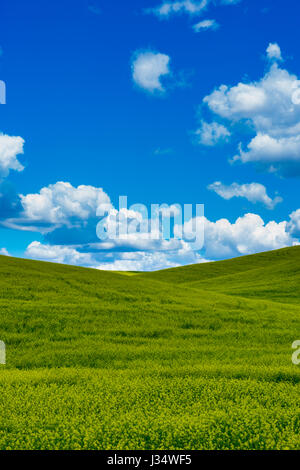 Field of Canola or Mustard flowers, Palouse region of eastern ...